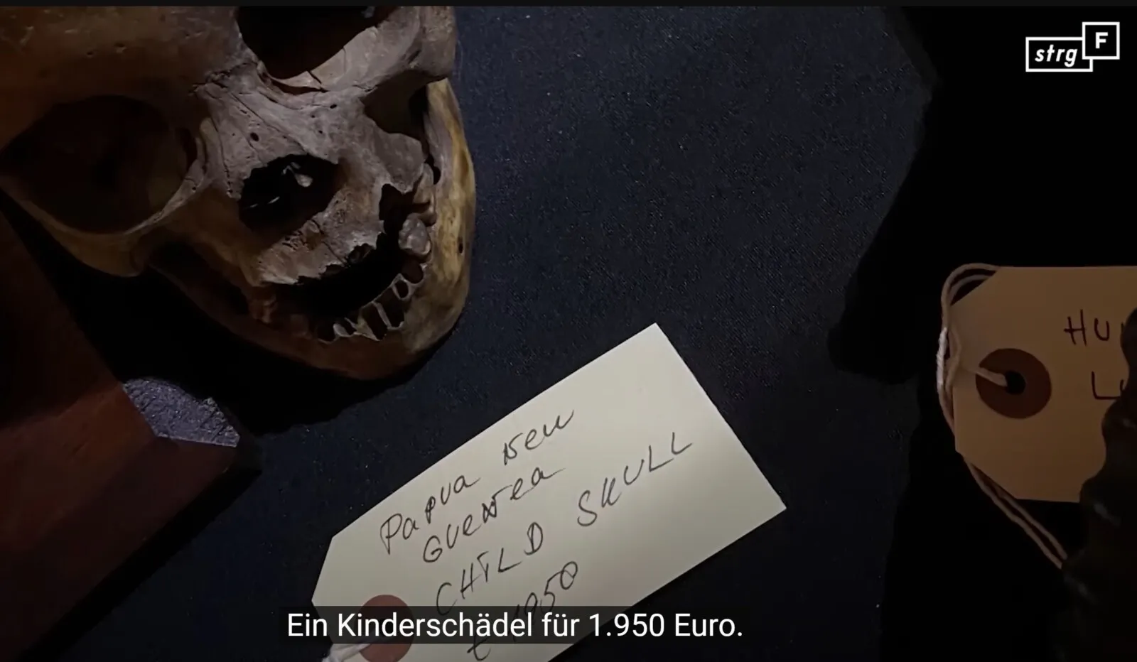 Trade in human skulls from the colonial era | RM*[restitution matters]